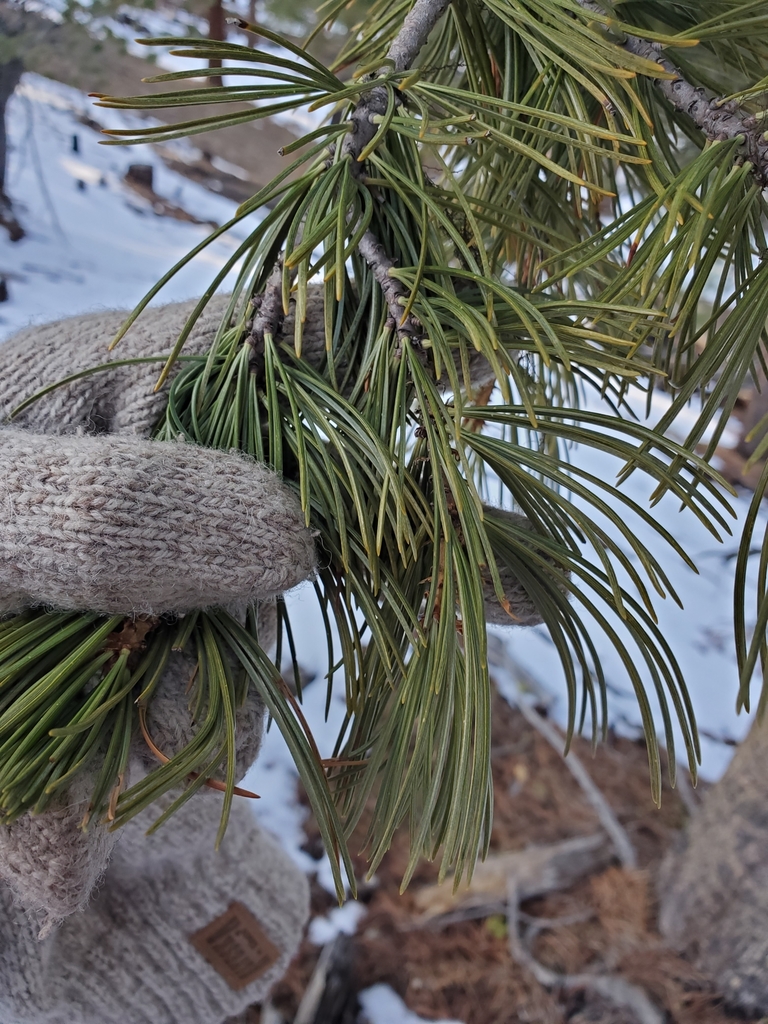 soft pines from Deschutes County, US-OR, US on April 23, 2022 at 06:13 ...
