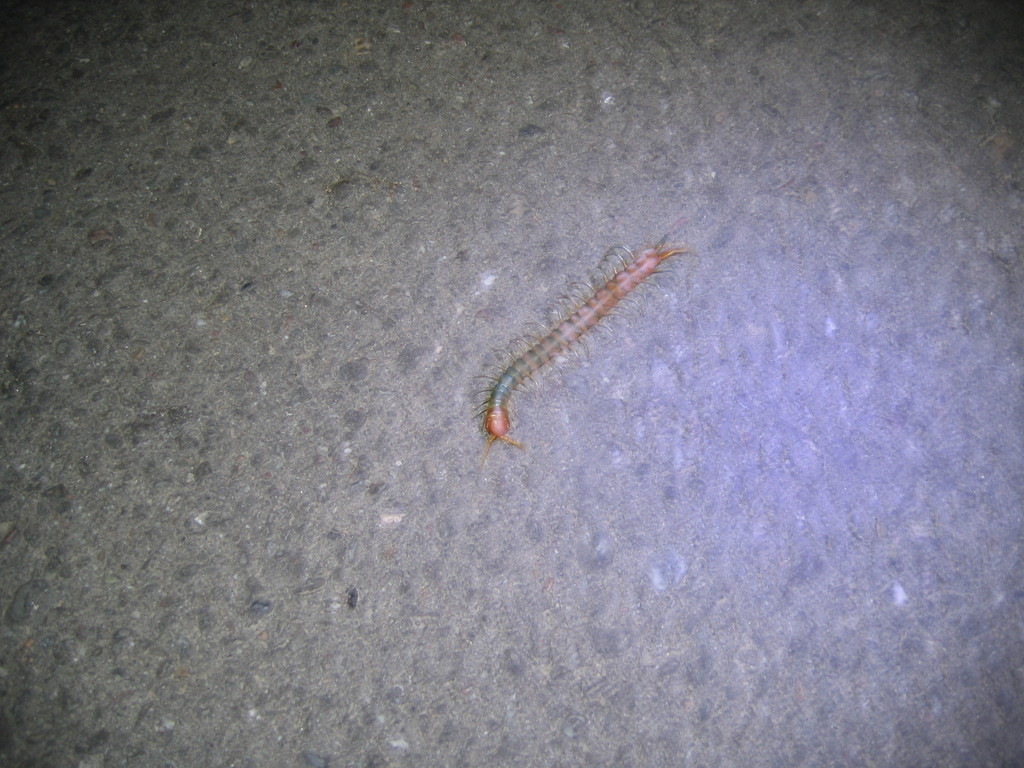Common Desert Centipede from Santa Clara County, US-CA, US on June 25 ...