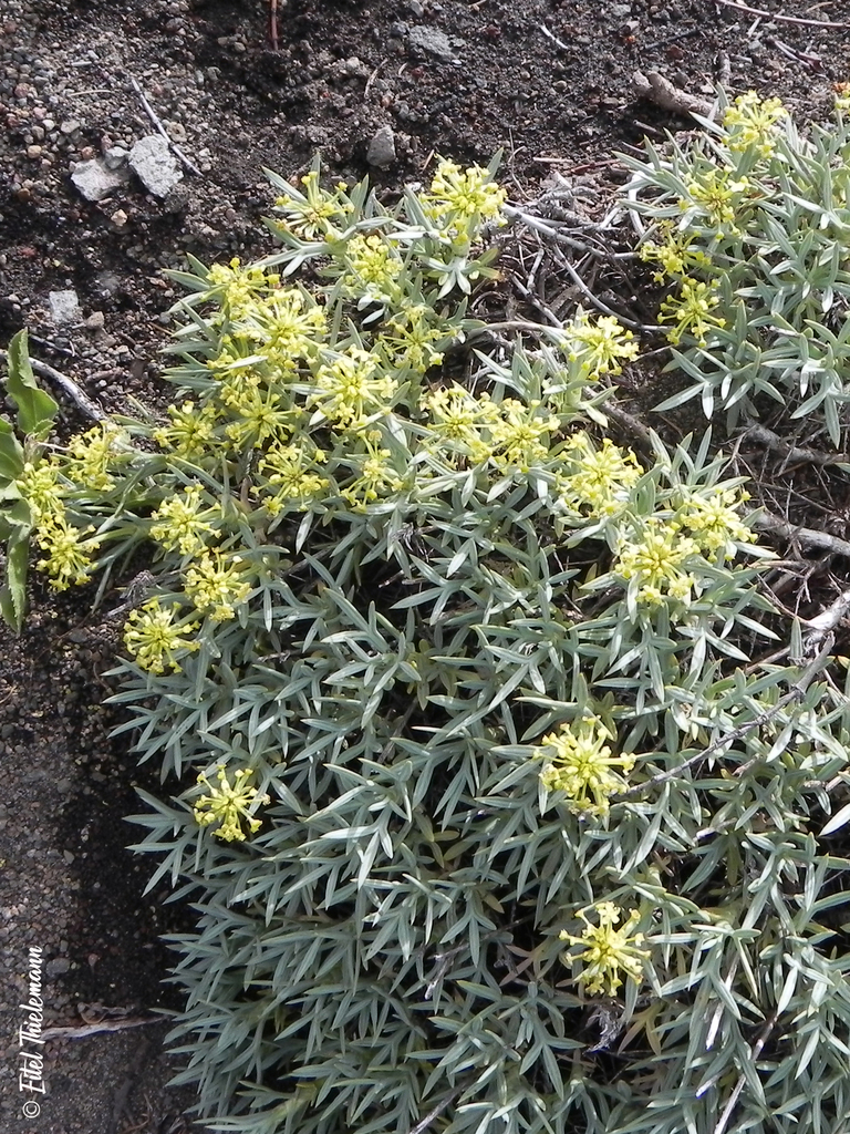 Azorella prolifera from Araucanía, Chile on February 22, 2014 at 04:35 ...