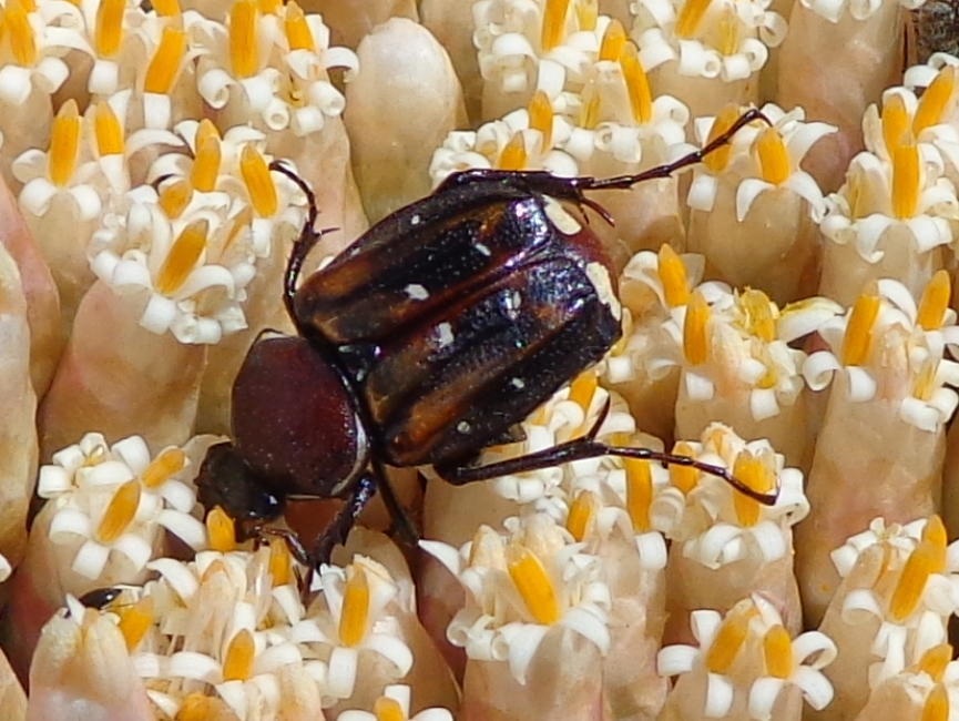 Longleg Wood Chafer (Cetoniinae of Africa) · BioDiversity4All