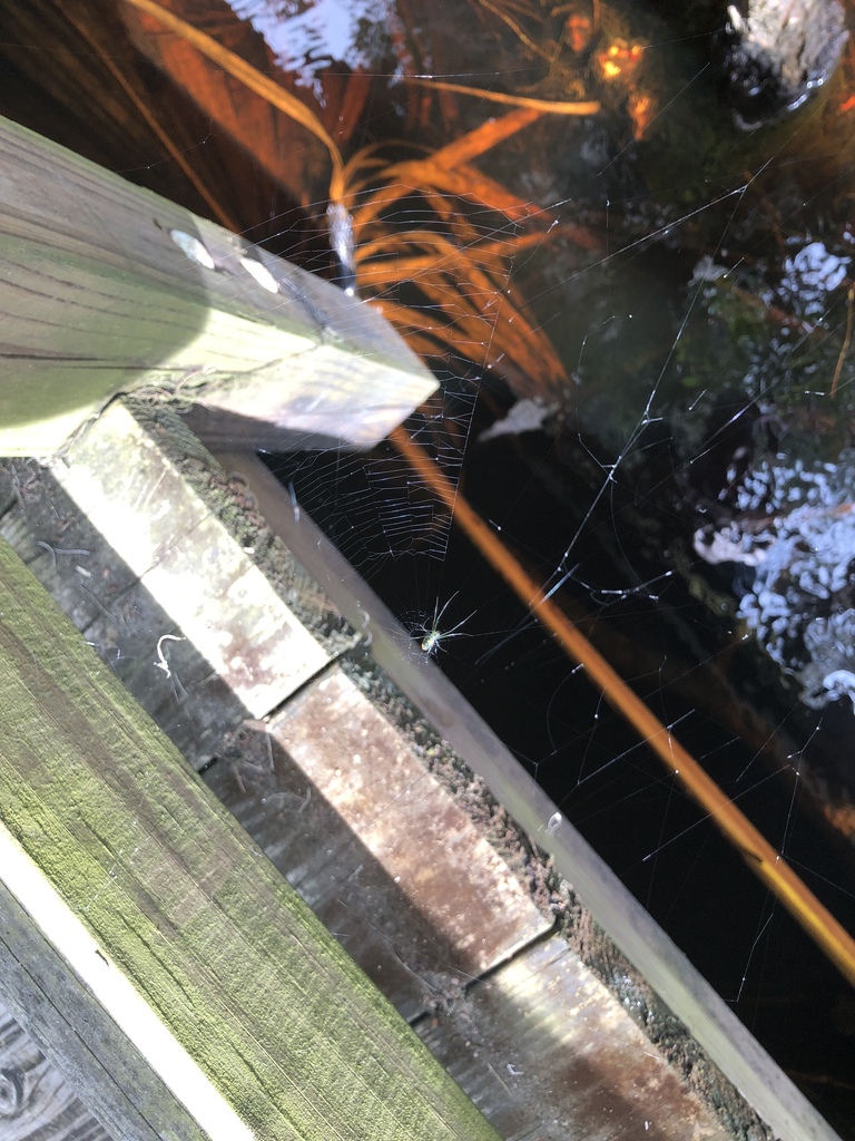 Entelegyne Spiders from Lettuce Lake Park, Tampa, FL, US on June 06 ...