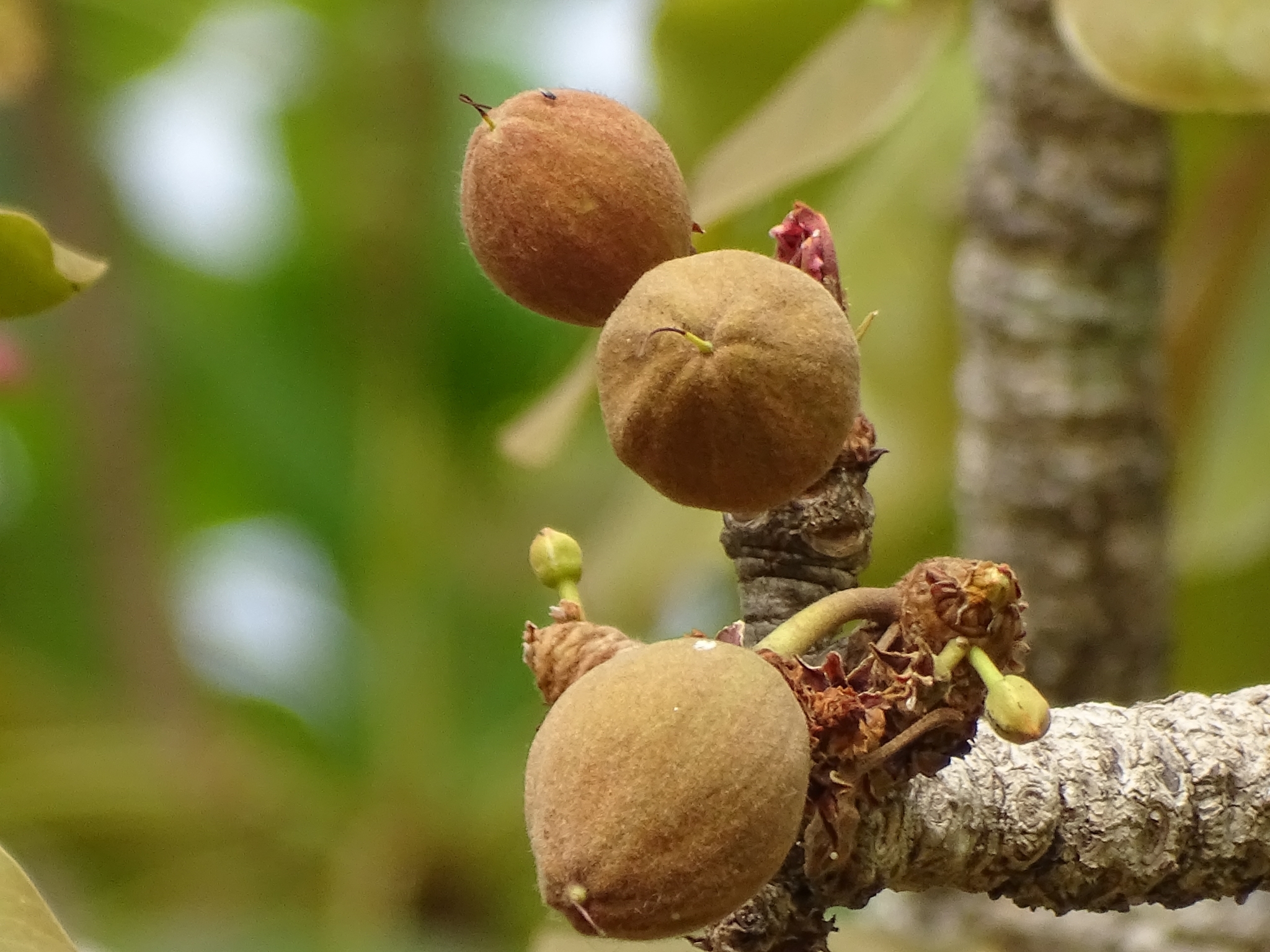 Vitellaria paradoxa C.F.Gaertn.