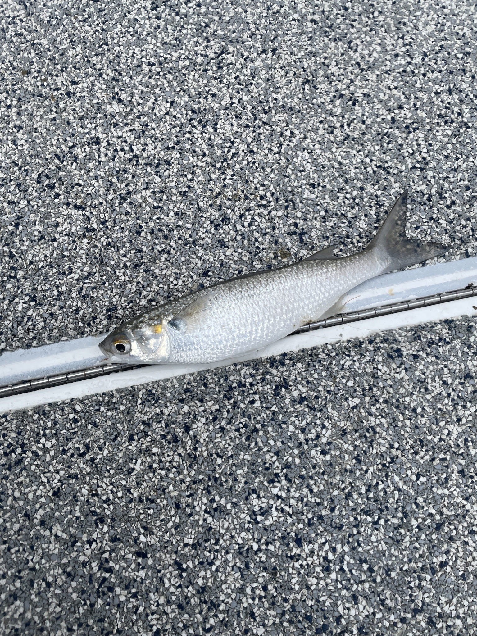 Mugil curema Valenciennes, 1836