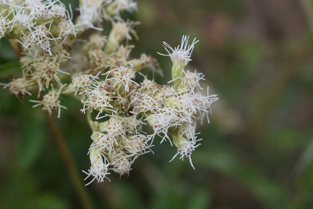 Austroeupatorium inulifolium from Las Colonias, AR-SF, AR on April 30 ...