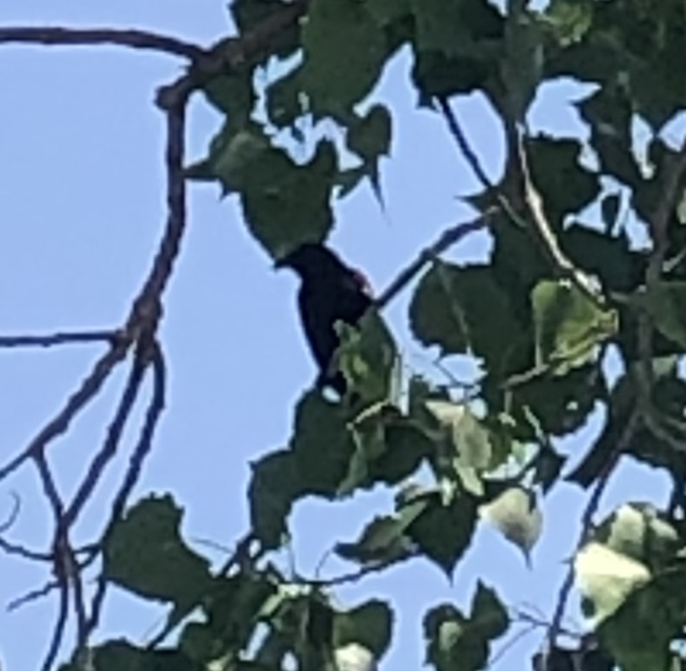 Red-winged Blackbird from Moss Glen Park, Dallas, TX, US on April 30 ...