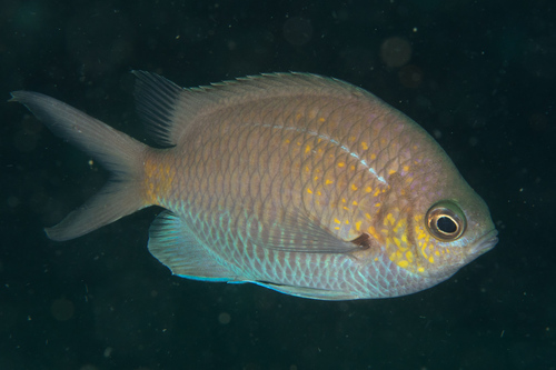 Yellow-speckled Chromis (Chromis alpha) · iNaturalist United Kingdom