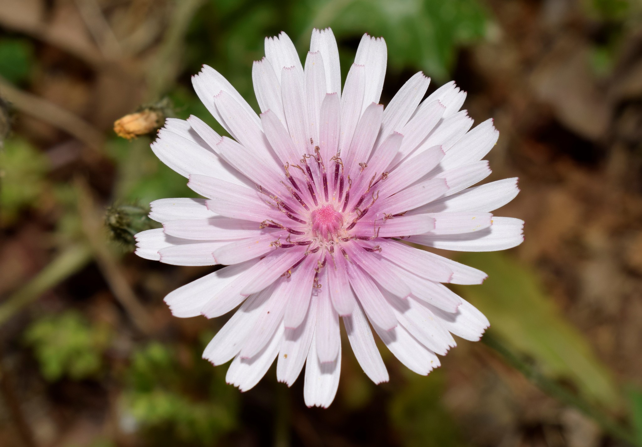 Crepis rubra L.