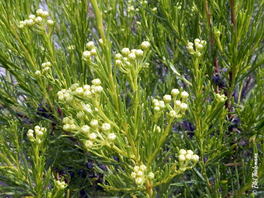 Romerillo desde Ruta N-48-O, Florida, Bío Bío, Chile el 8 de febrero de ...