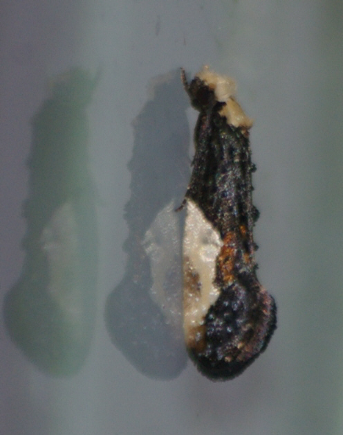 Pavlovski's Monopis Moth (Moths and Butterflies at Meadowside Nature ...