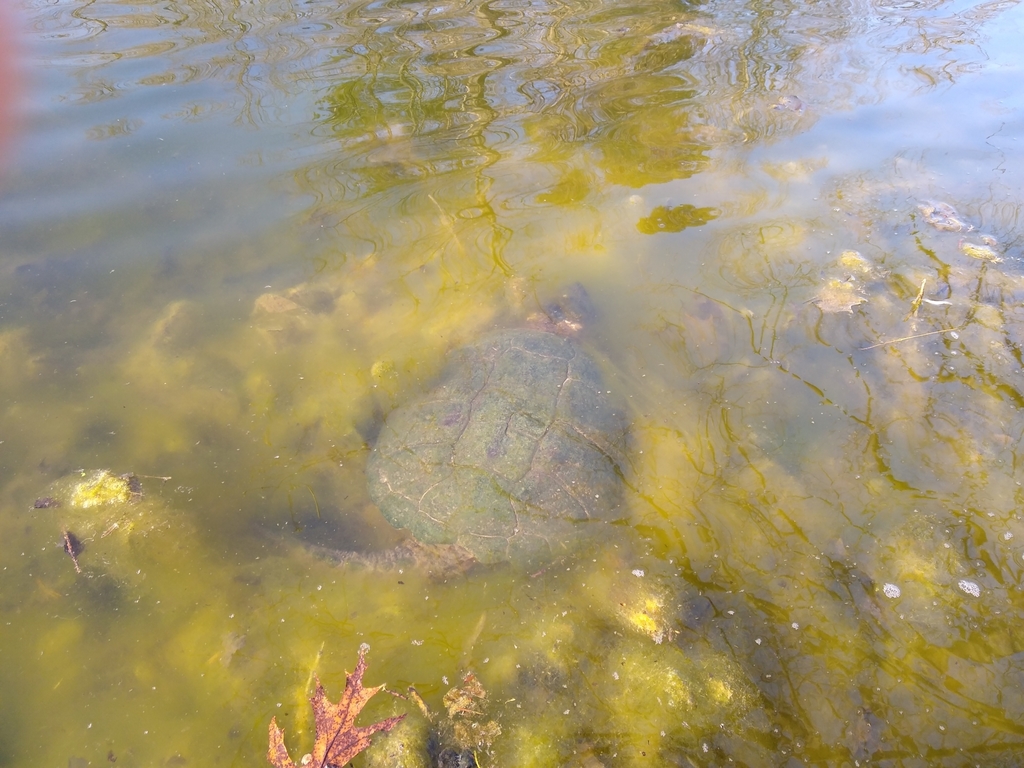 Common Snapping Turtle from Fayetteville, NY 13066, USA on April 30 ...