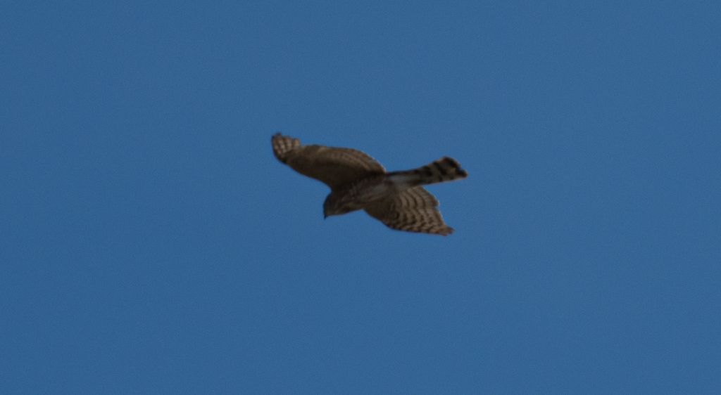 Sharp-shinned Hawk from Lehi, UT, USA on April 30, 2022 at 10:20 AM by ...