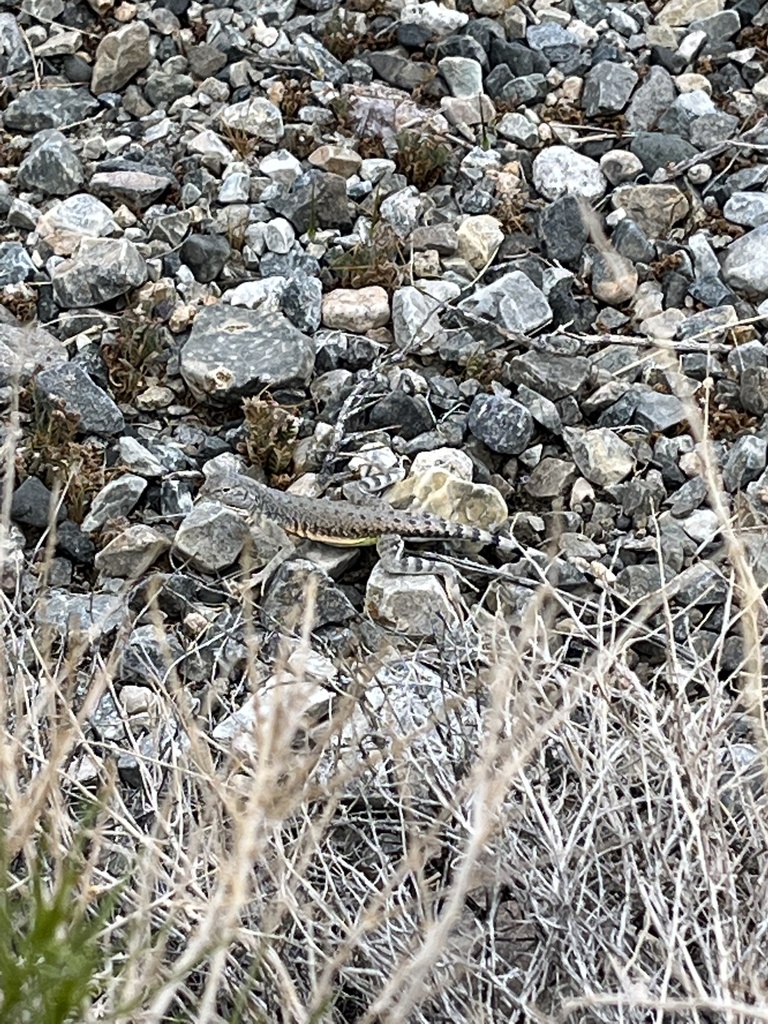 Zebra-tailed Lizard from US-95, Hawthorne, NV, US on April 30, 2022 at ...