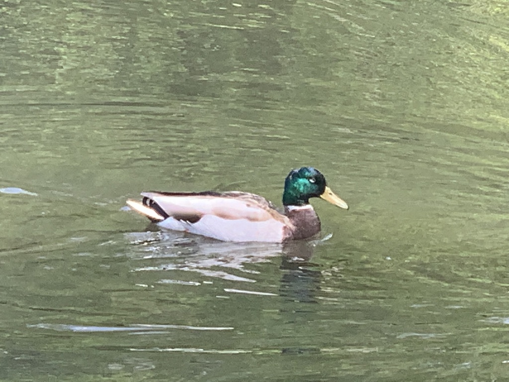 Mallard from Golden Gardens Park, Seattle, WA, US on April 30, 2022 at ...