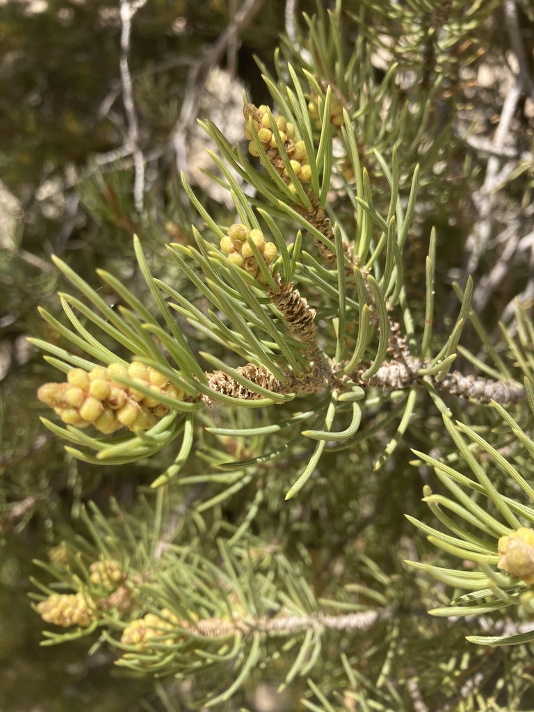 singleleaf pinyon from San Bernardino National Forest, Anza, CA, US on ...