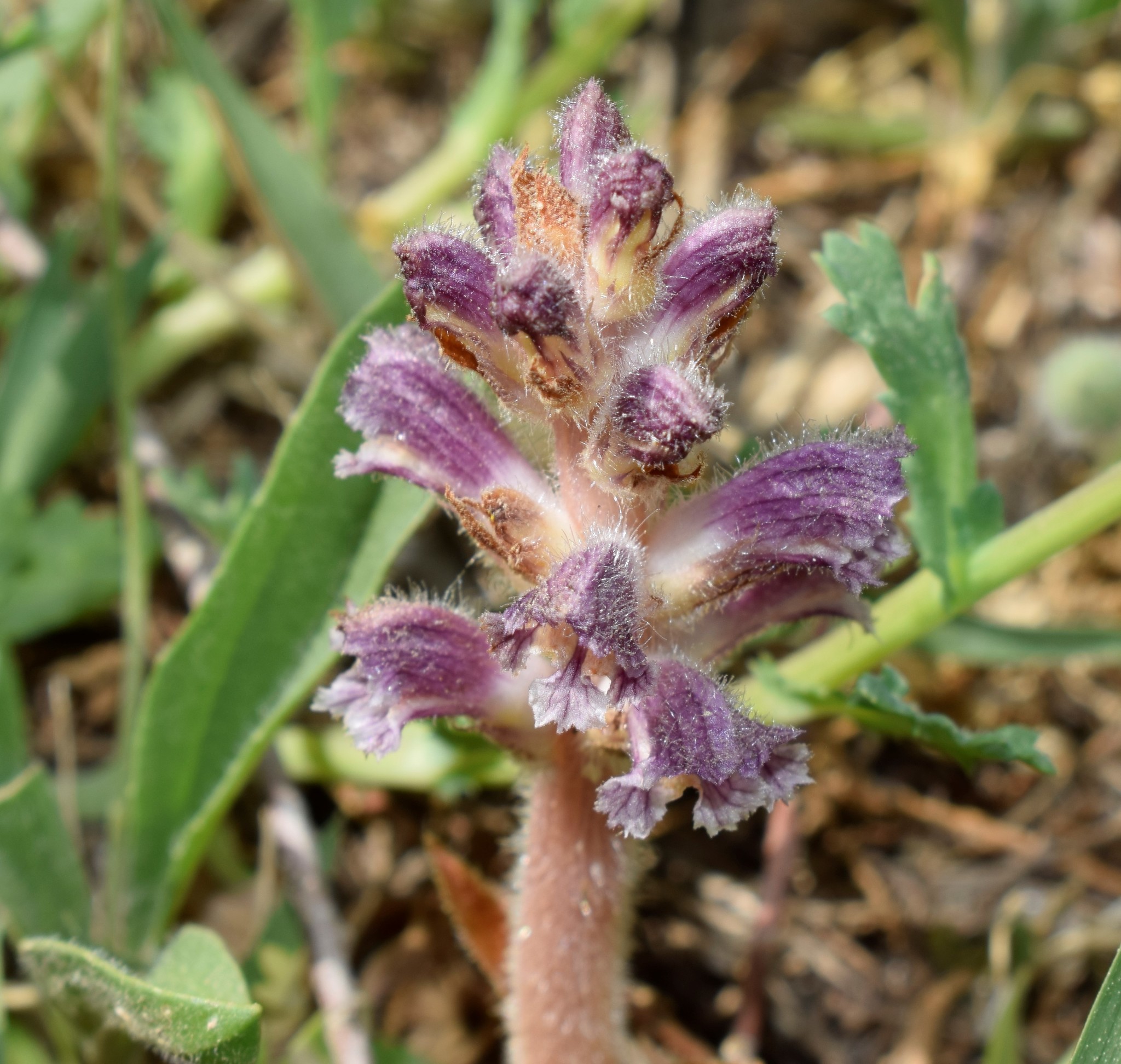 Orobanche pubescens d'Urv.