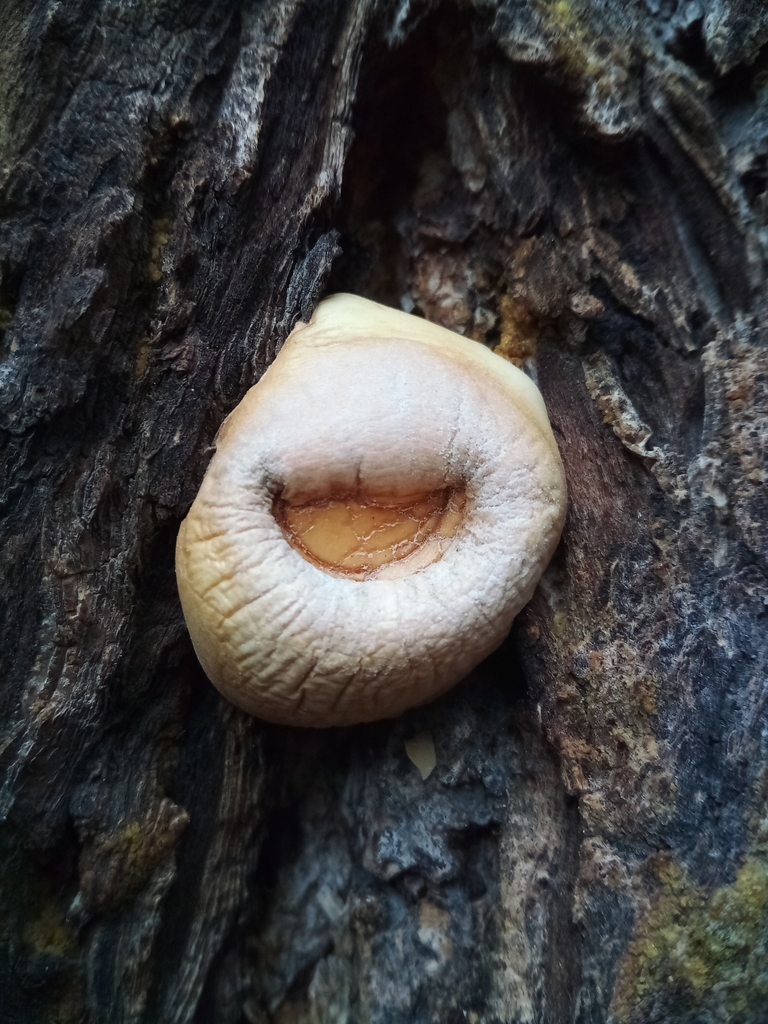 Veiled Polypore from Sagle, ID 83860, USA on April 30, 2022 at 03:14 PM ...