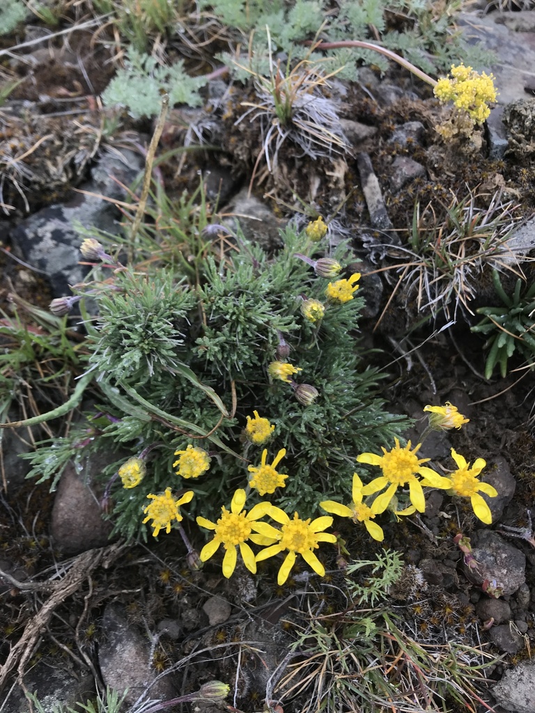 Narrowleaf Goldenweed from Vantage Hwy, Ellensburg, WA, US on April 30 ...