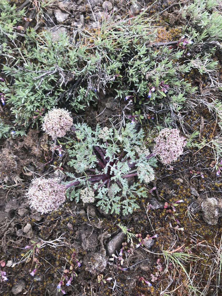 bigseed biscuitroot from Vantage Hwy, Ellensburg, WA, US on April 30 ...