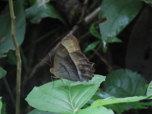 STRI Research Portal Detailed Collection Record Information