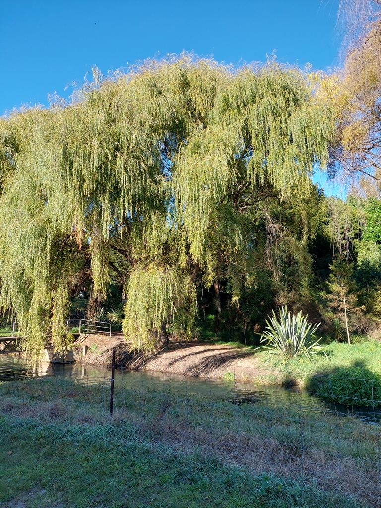 weeping willow from Tomoana, Hastings, New Zealand on May 1, 2022 at 09 ...