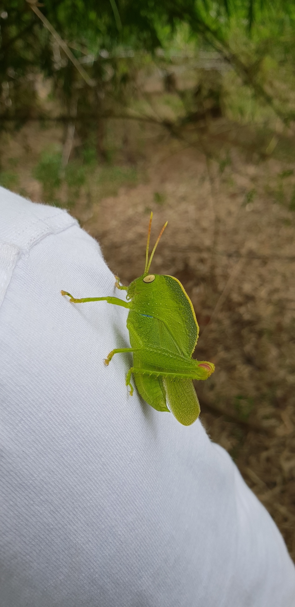 Teratodes monticollis (Gray, 1832)