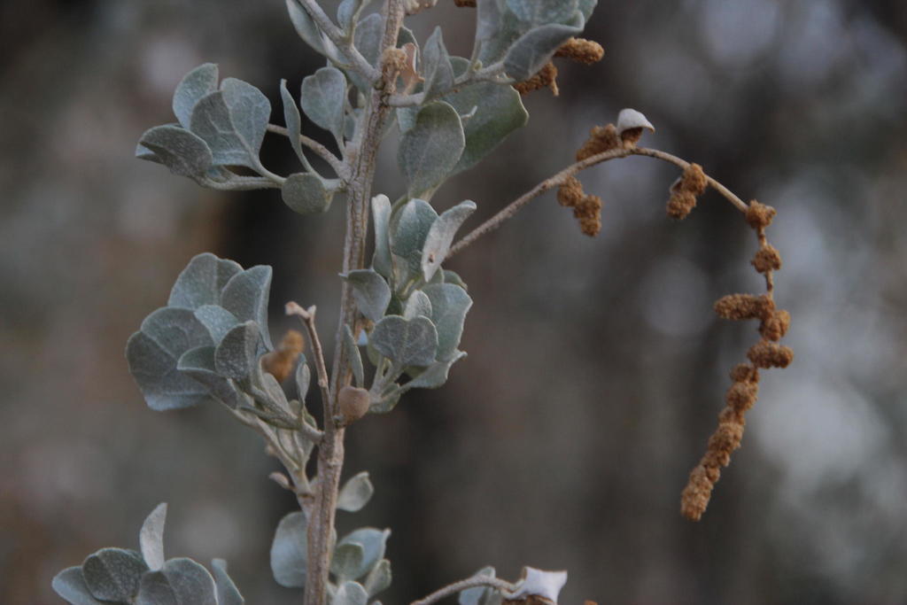 Old Man Saltbush from Die Blokhuis - Laingsburg: Geelbeksbrug Farm on ...