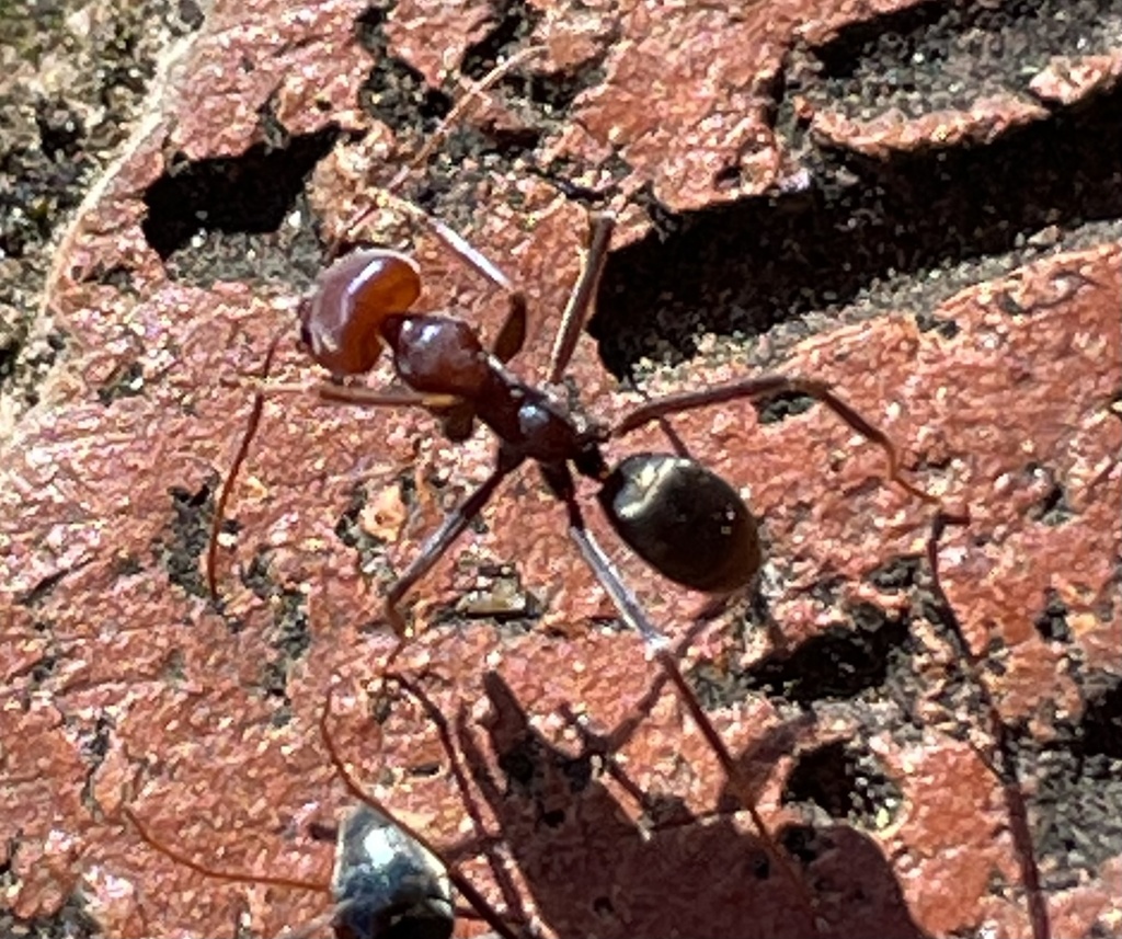 Southern Meat Ant from Murray Downs Golf & Country Club, Murray Downs ...