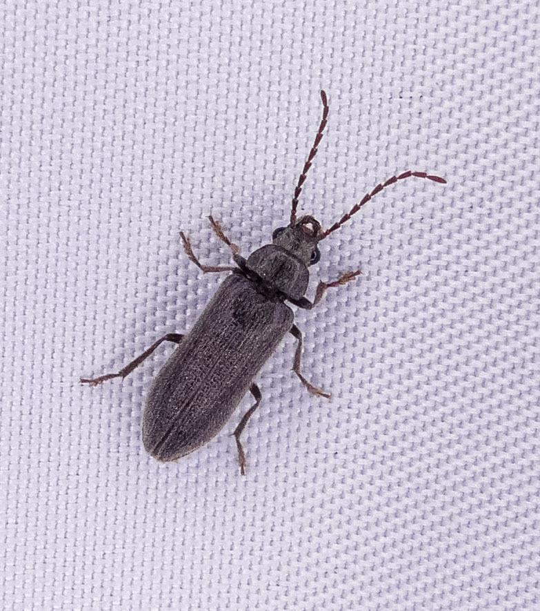 Dascillidae