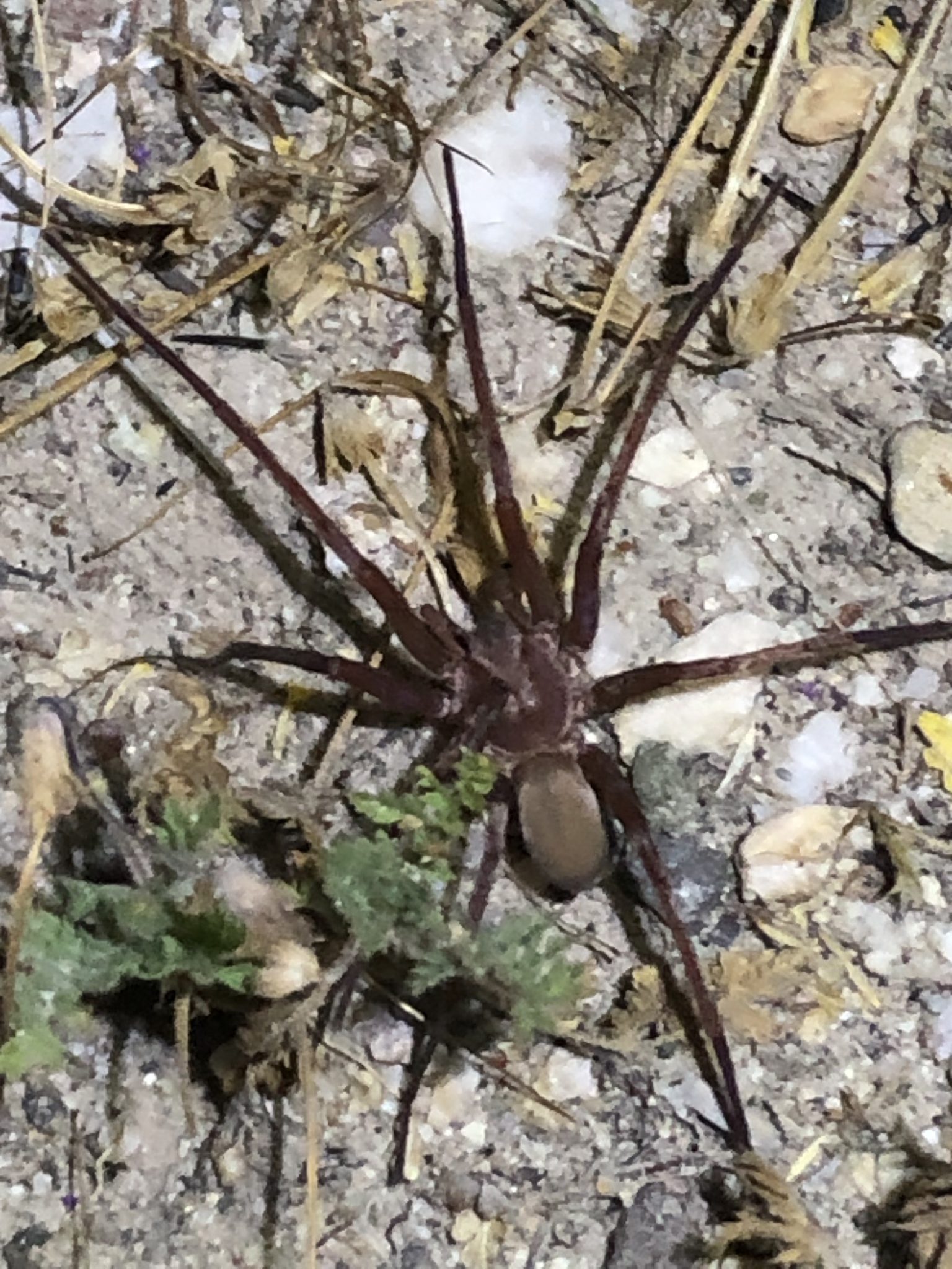 Titiotus Simon, 1897