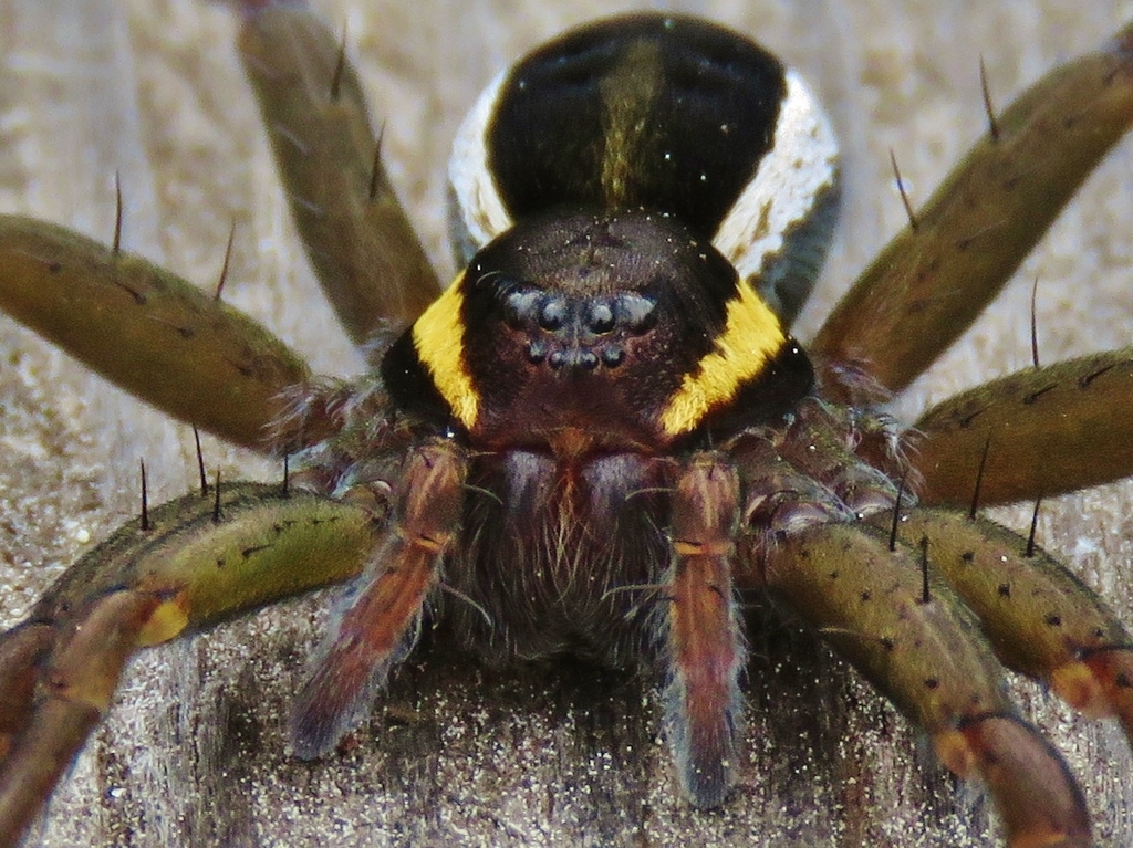 Raft Spider from Store Mosse National Park, Sweden on May 27, 2018 at ...