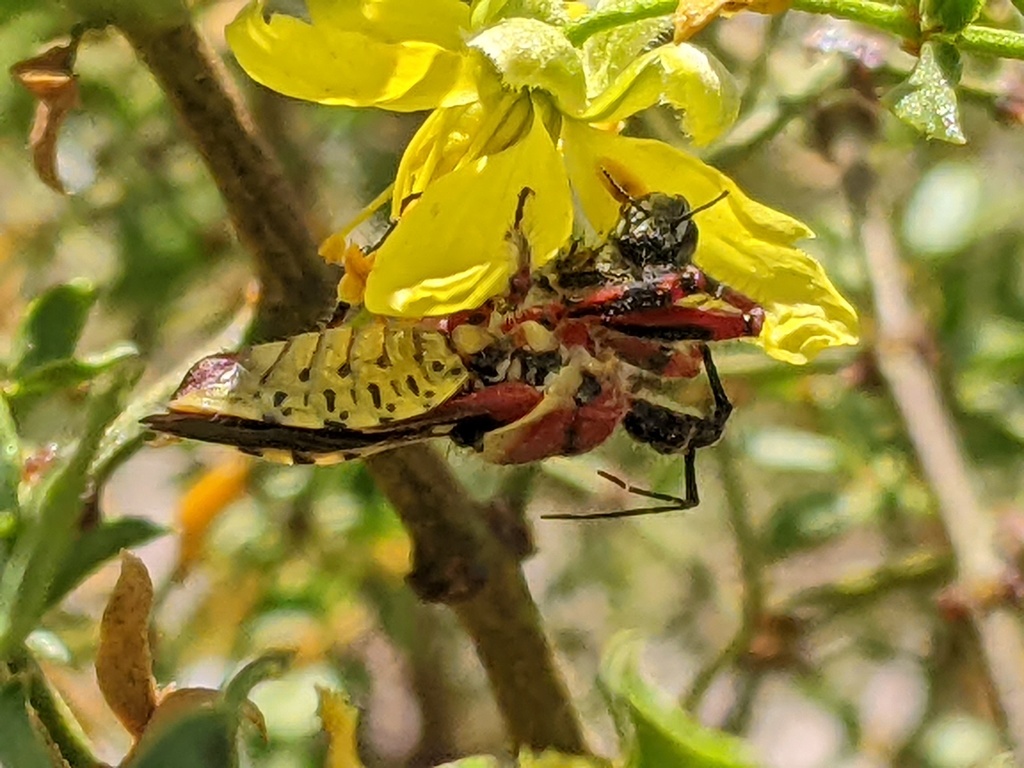 Yellow-bellied Bee Assassin from Tempe, AZ, USA on April 30, 2022 at 12 ...