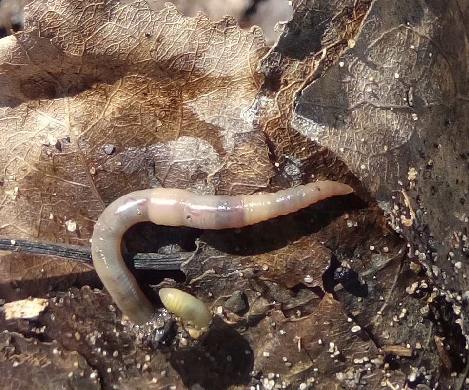 Green Worm from Longueuil, QC, Canada on April 28, 2022 at 12:25 PM by ...