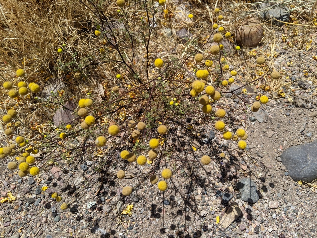stinknet from Tempe, AZ, USA on April 30, 2022 at 12:17 PM by larivera ...