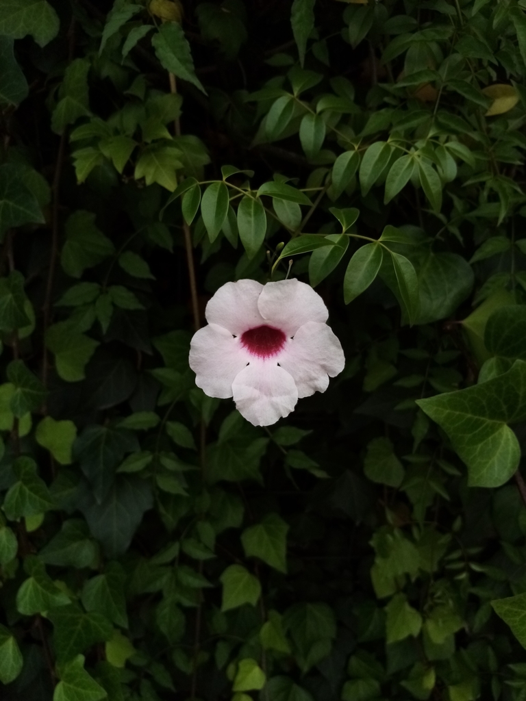 Bower Plant from Bloque 19, Medellín, Medellin, Antioquia, Colombia on ...