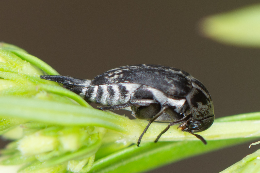 Mordella (SBBG Lompoc SWP Floral Visitor Guide ) · iNaturalist