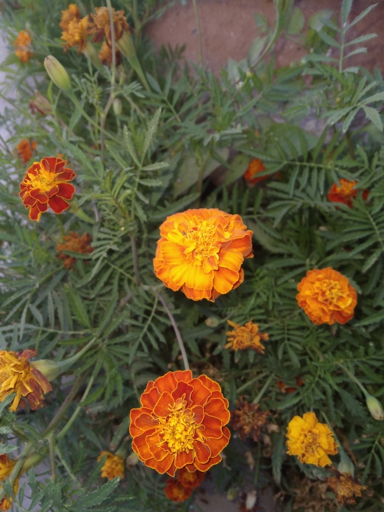 marigolds from Anahuac on April 30, 2022 at 06:41 PM by Fernando Castro ...