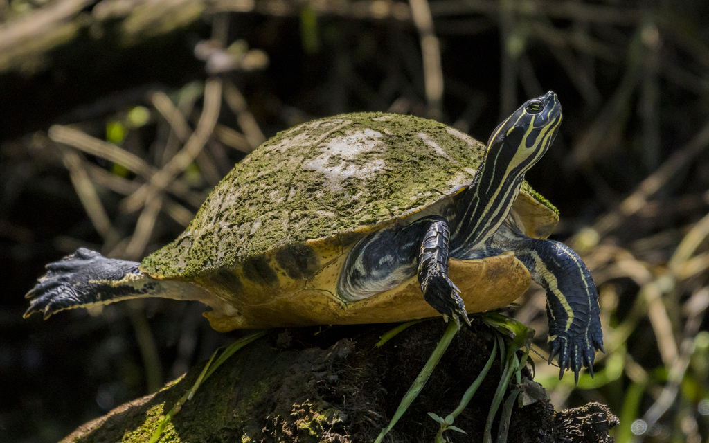 Peninsular Cooter (Florida herpetofauna) · iNaturalist