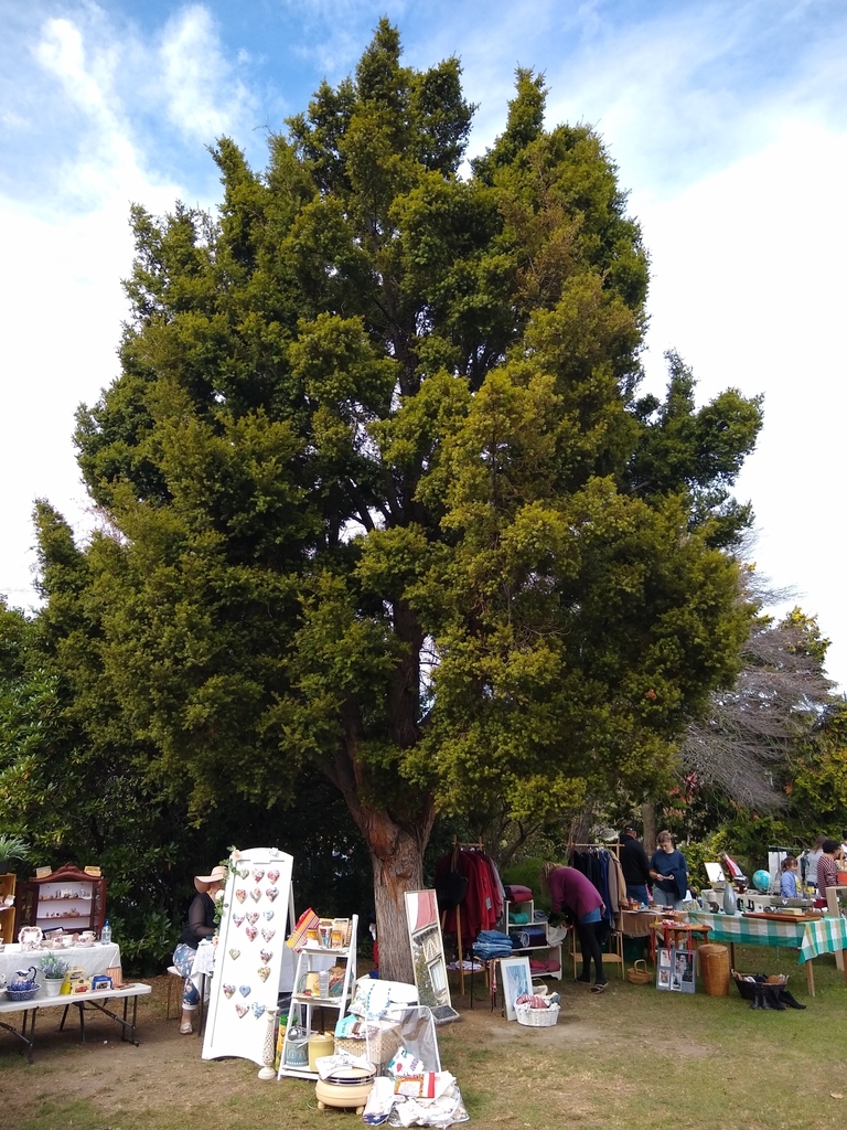 totara from Richmond, Christchurch, New Zealand on May 1, 2022 at 12:59 ...