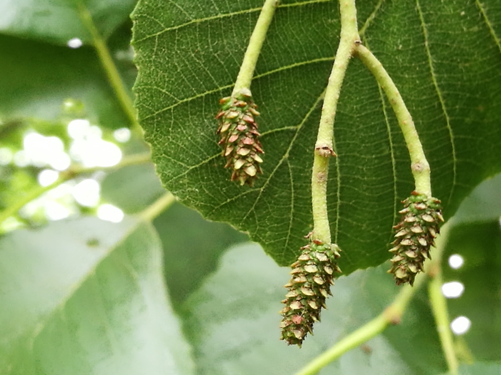 Iberian Alder from 3220 Miranda do Corvo, Portugal on June 6, 2018 at ...
