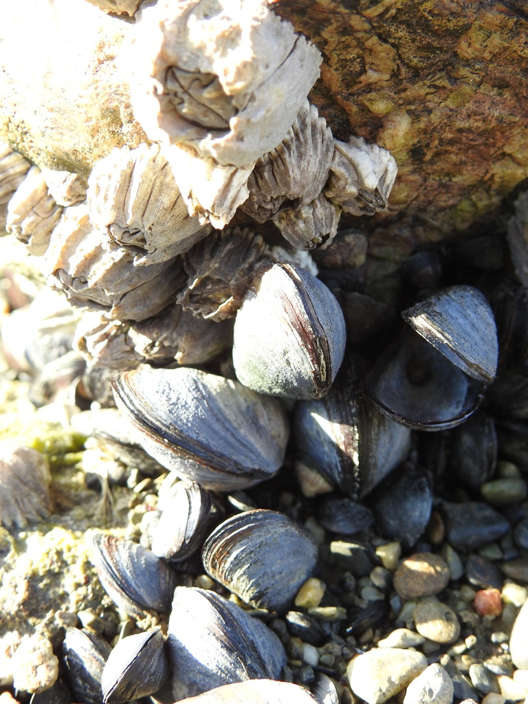 Chilean Blue Mussel from Ushuaia, Tierra del Fuego, Argentina on April ...
