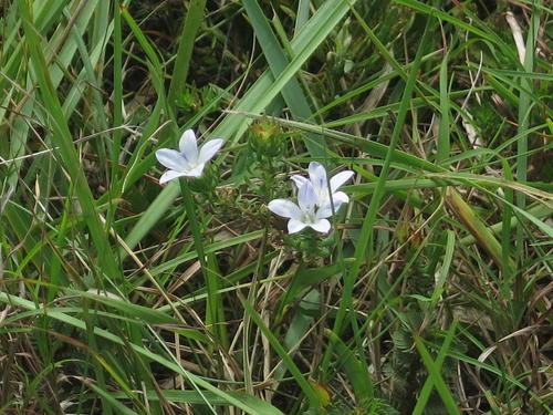 Eastern Bell (Roella glomerata) · iNaturalist