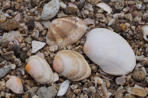 Ruditapes variegata · iNaturalist