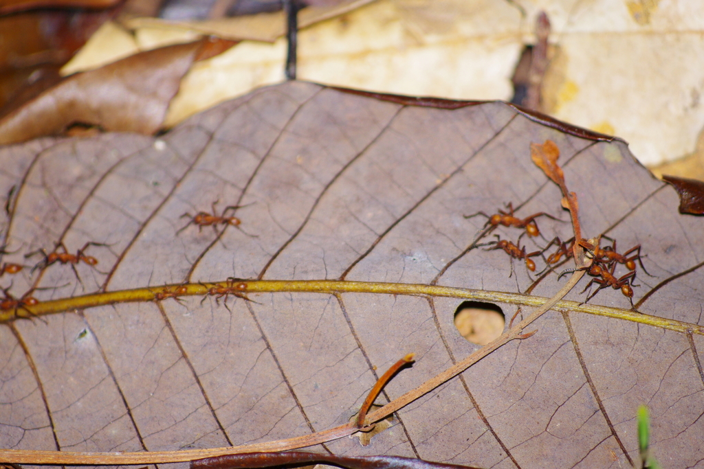 Eciton Army Ants from Provinz Puntarenas, Costa Rica on February 15 ...