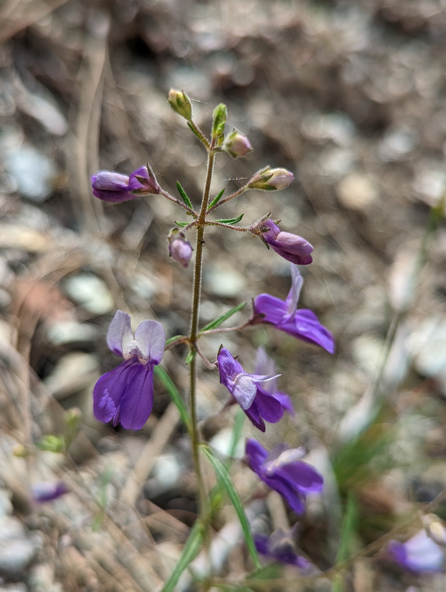Collinsia linearis A.Gray