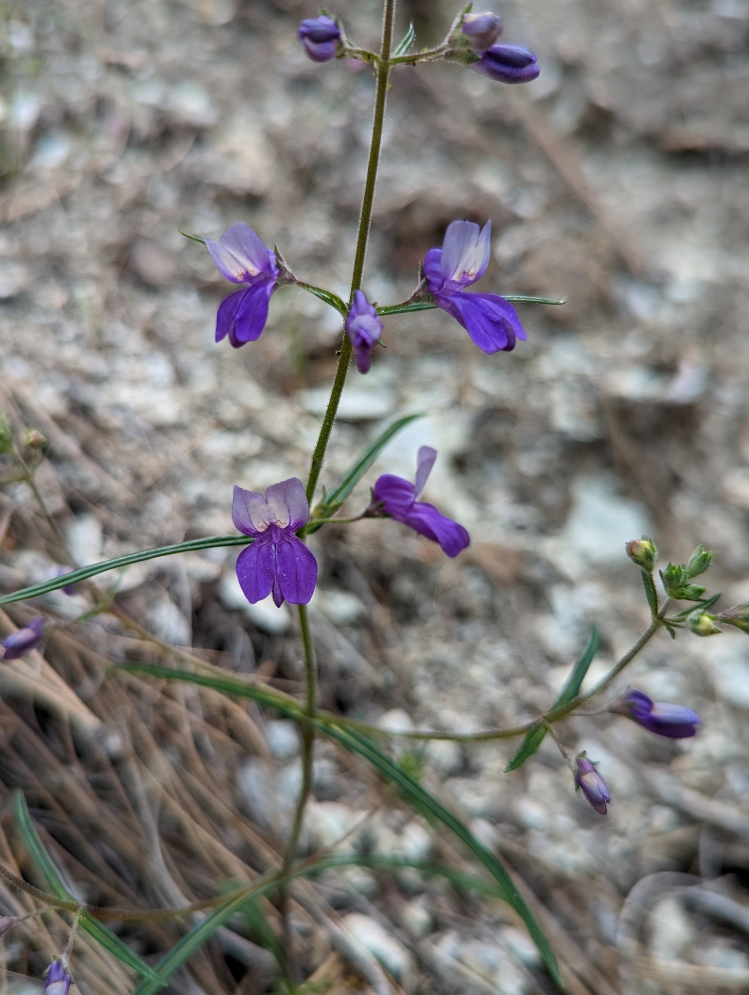 Collinsia linearis A.Gray