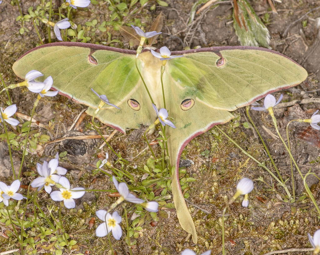 North American Luna Moth from Greenbrier County, WV, USA on April 28 ...
