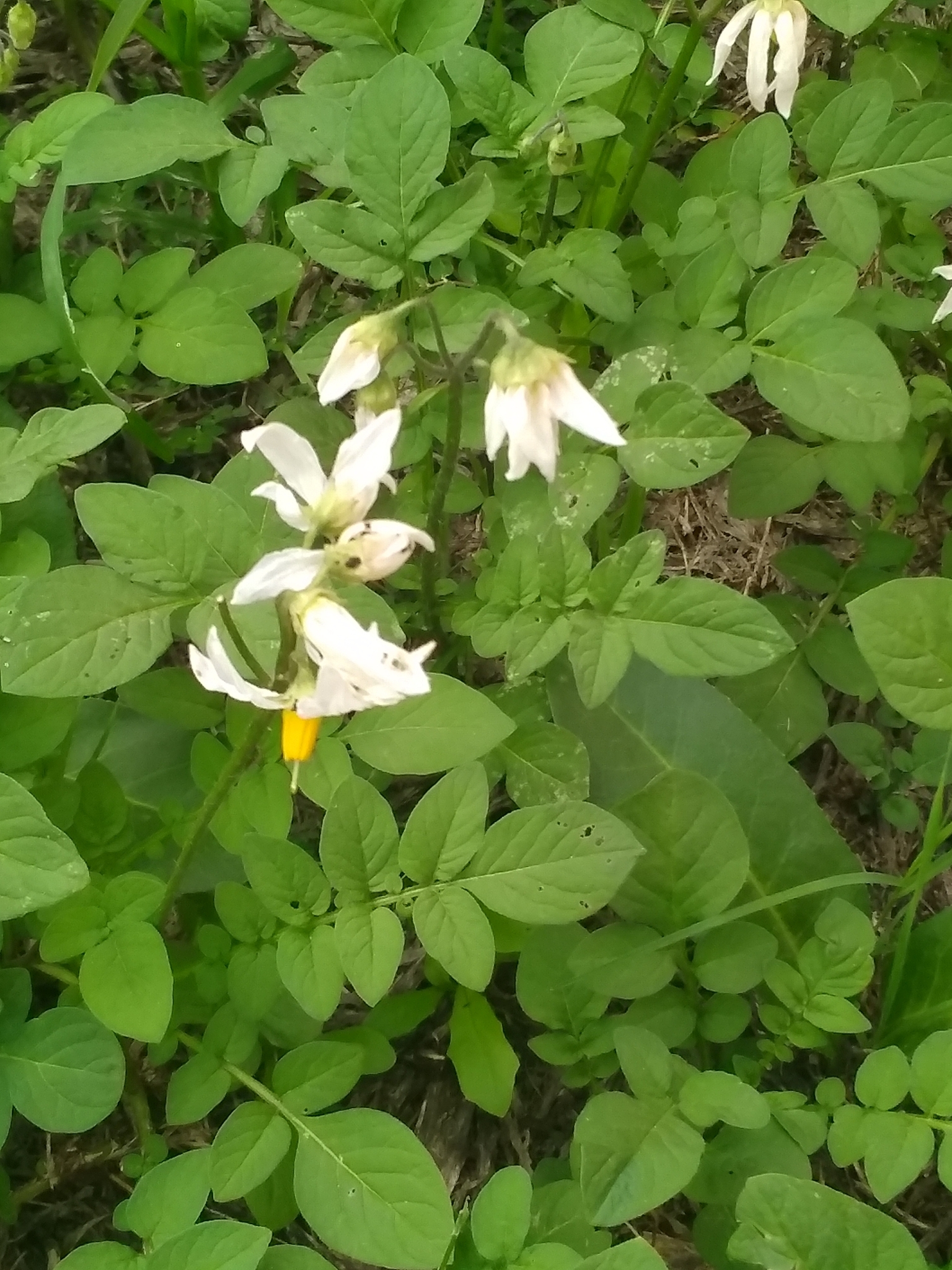 Solanum chacoense Bitter