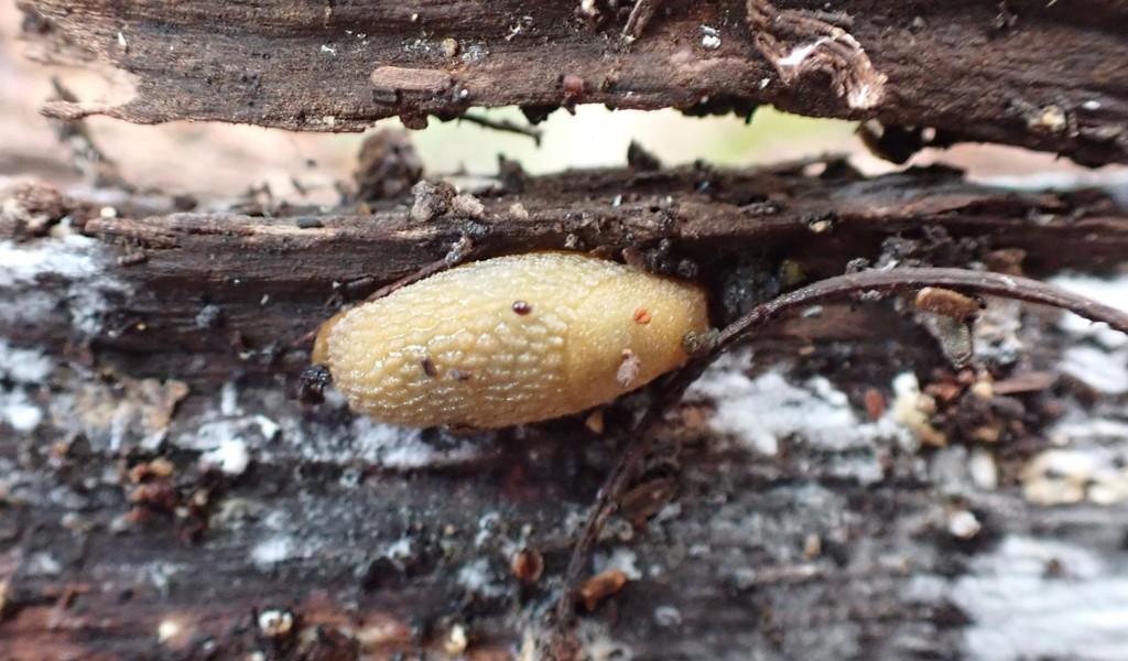 Hedgehog Slug from Somerville VIC 3912, Australia on May 01, 2022 at 10 ...