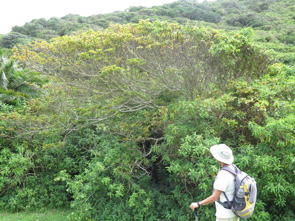 Cape Fig (Ficus sur) - Botanical Realm