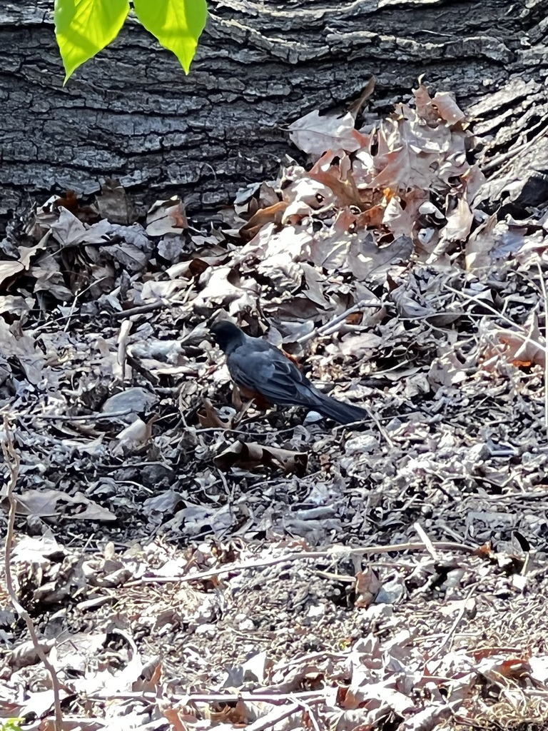 American Robin from Squirrel Hill South, Pittsburgh, PA, USA on April ...